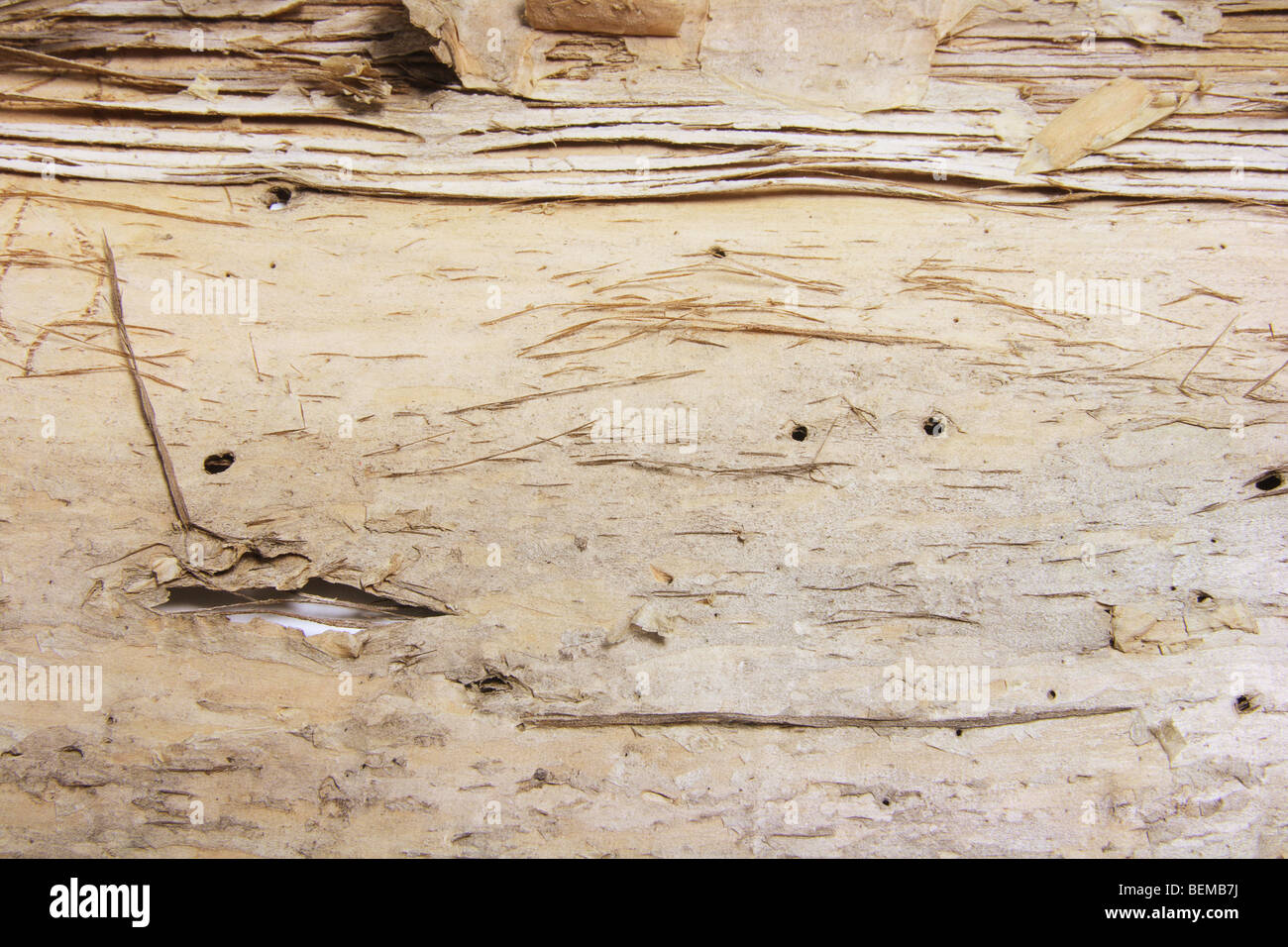 Tree bark roughness hi-res stock photography and images - Alamy