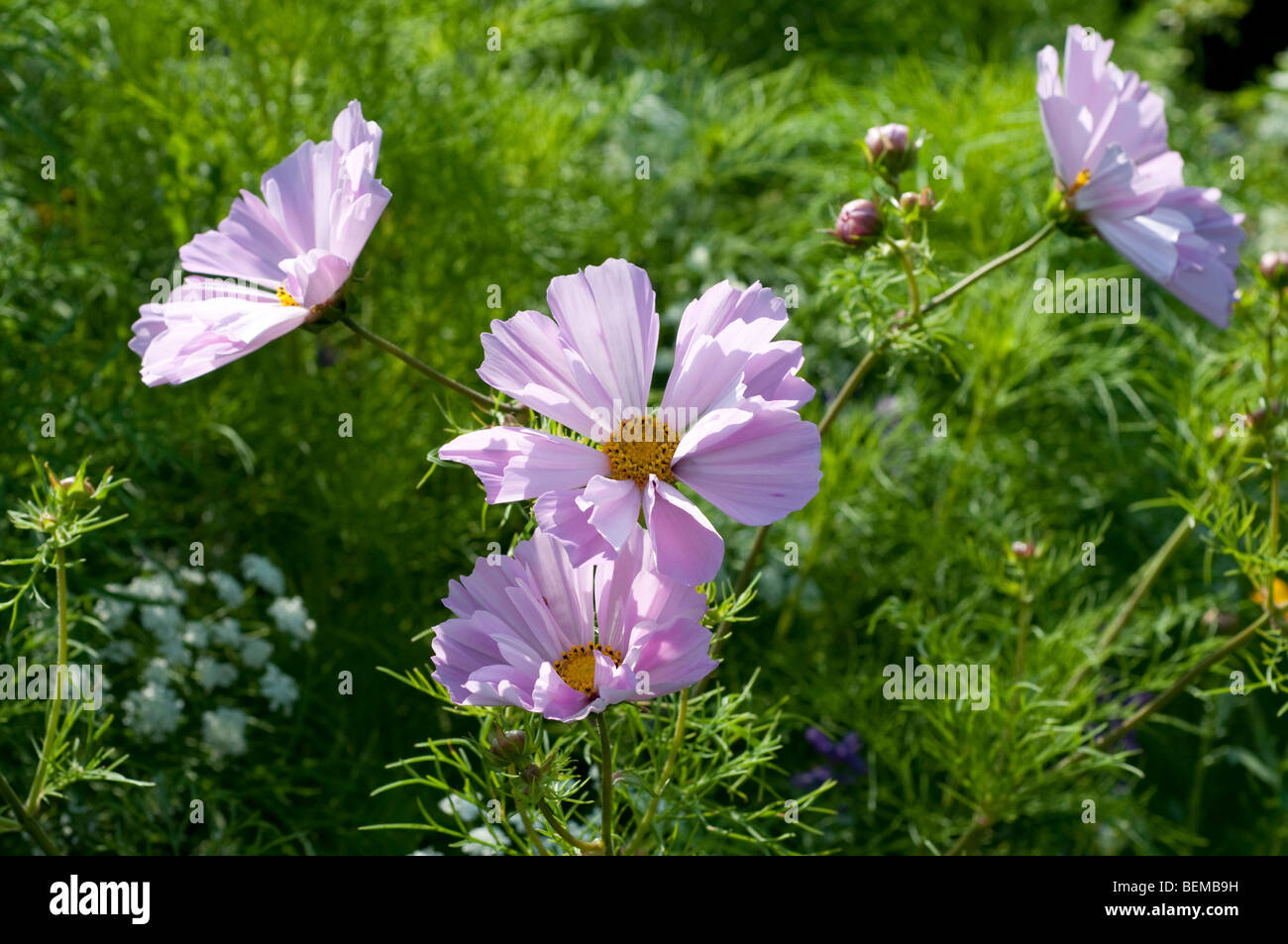 Cosmos bipinnatus SEA SHELLS Stock Photo - Alamy