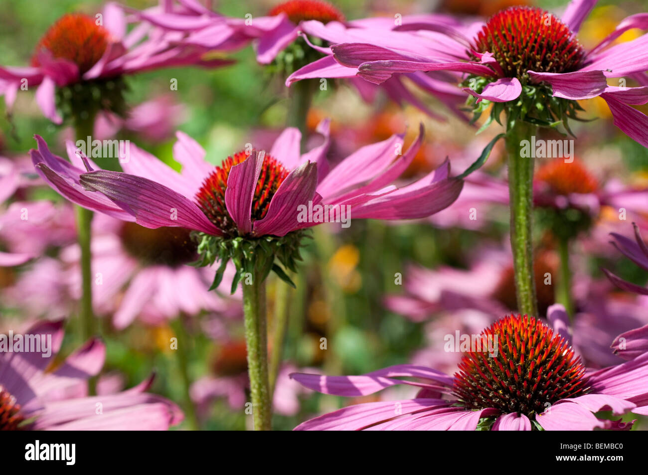 Echinacea purpurea RUBY GIANT Stock Photo - Alamy