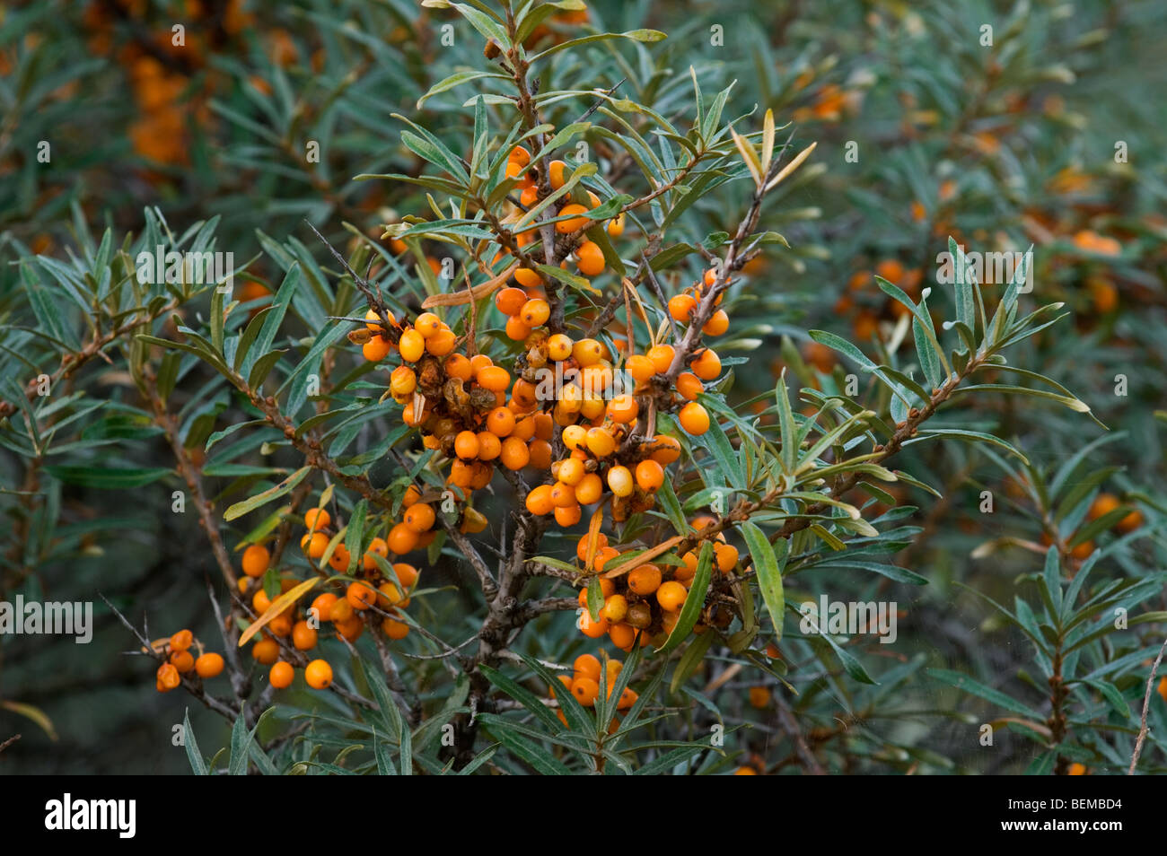 Hippophae rhamnoides hi-res stock photography and images - Alamy