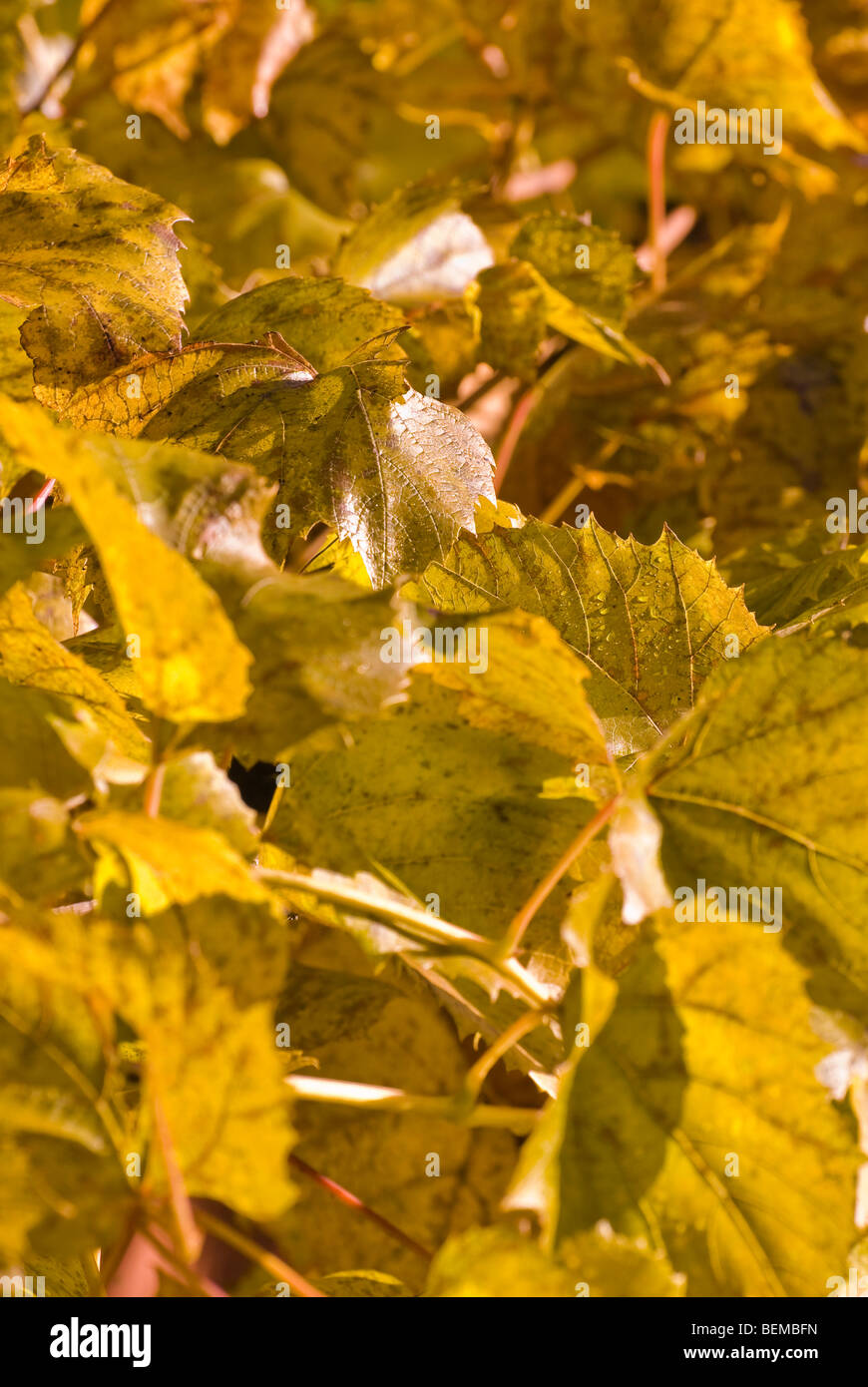 Yellow autumn leaves background Stock Photo - Alamy