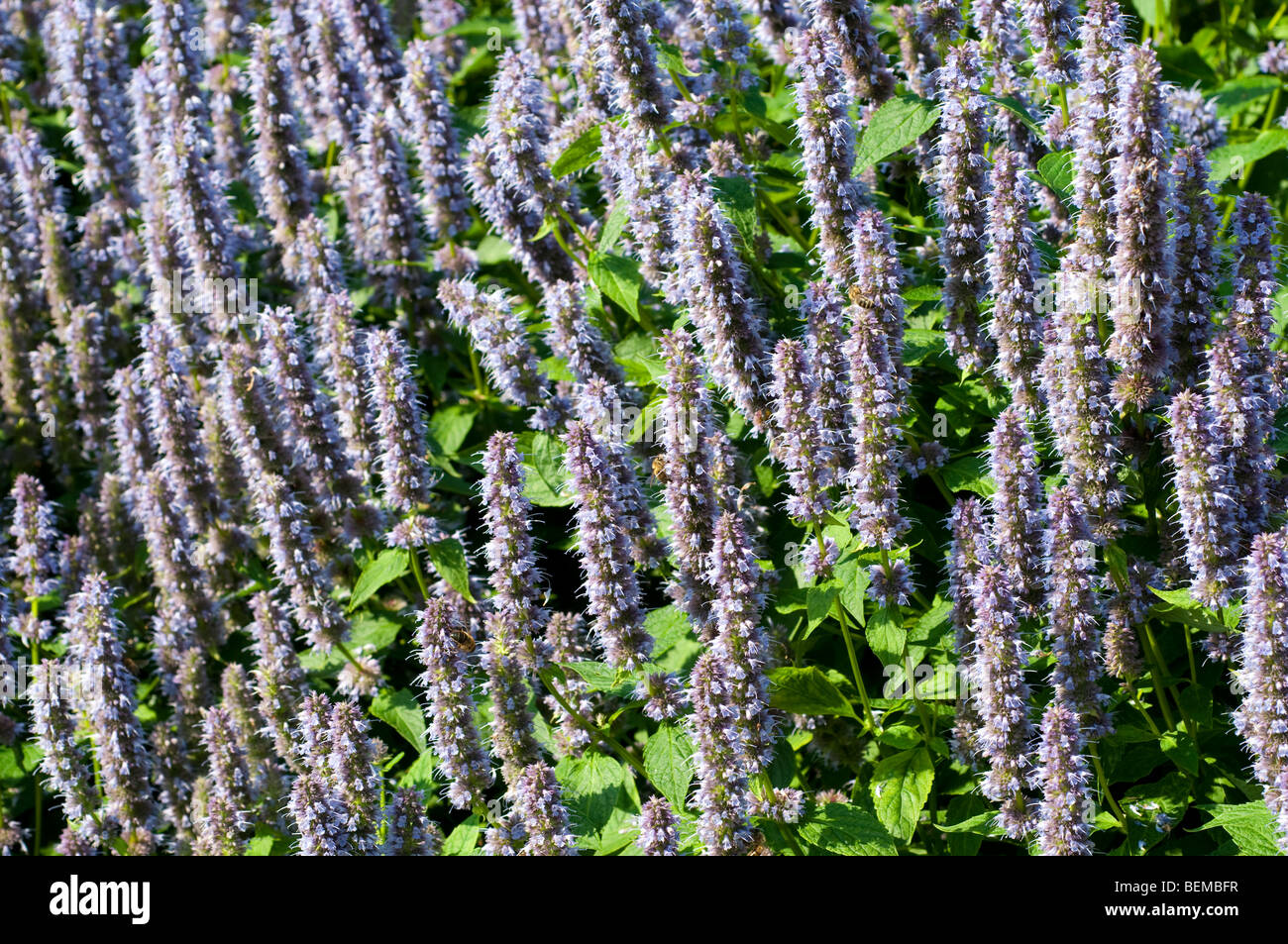 Agastache BLUE FORTUNE Stock Photo - Alamy