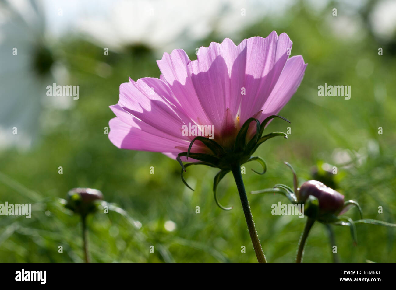 Cosmos bipinnatus SEA SHELLS Stock Photo - Alamy
