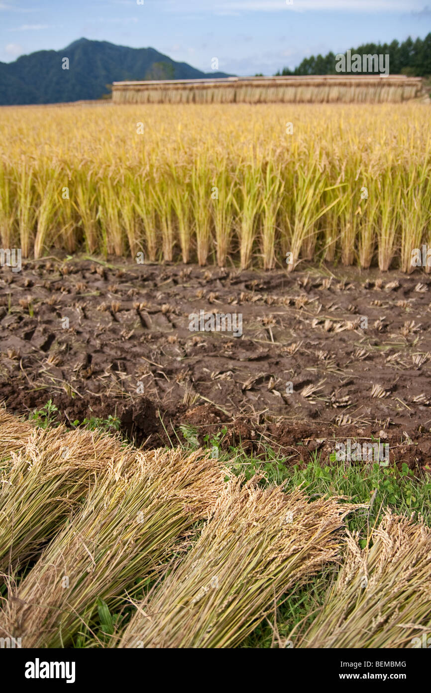 Rice farming process hi-res stock photography and images - Alamy