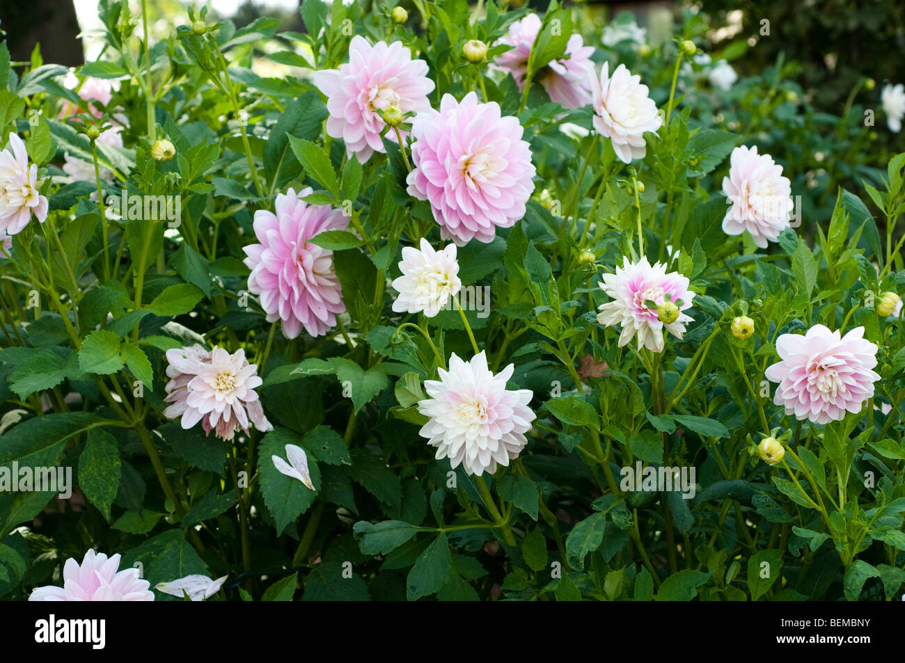 Dahlia BRACKEN BALLERINA Stock Photo - Alamy