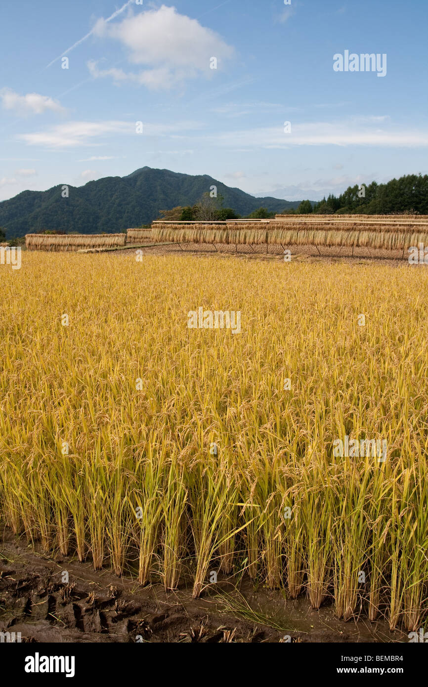 Rice during the process of harvesting in Japan Stock Photo - Alamy