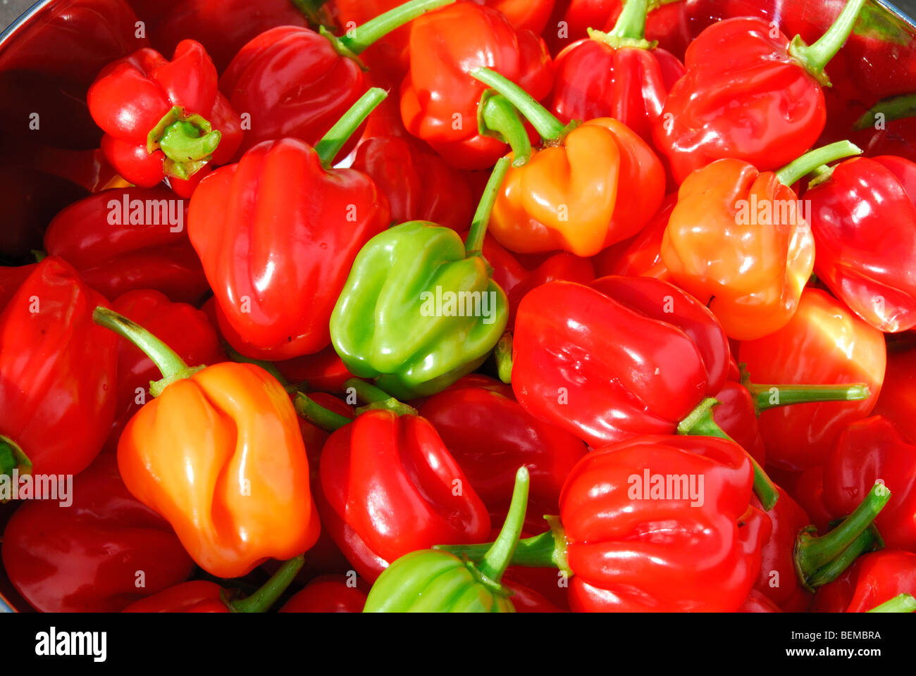 Capsicum chinensis hi-res stock photography and images - Alamy