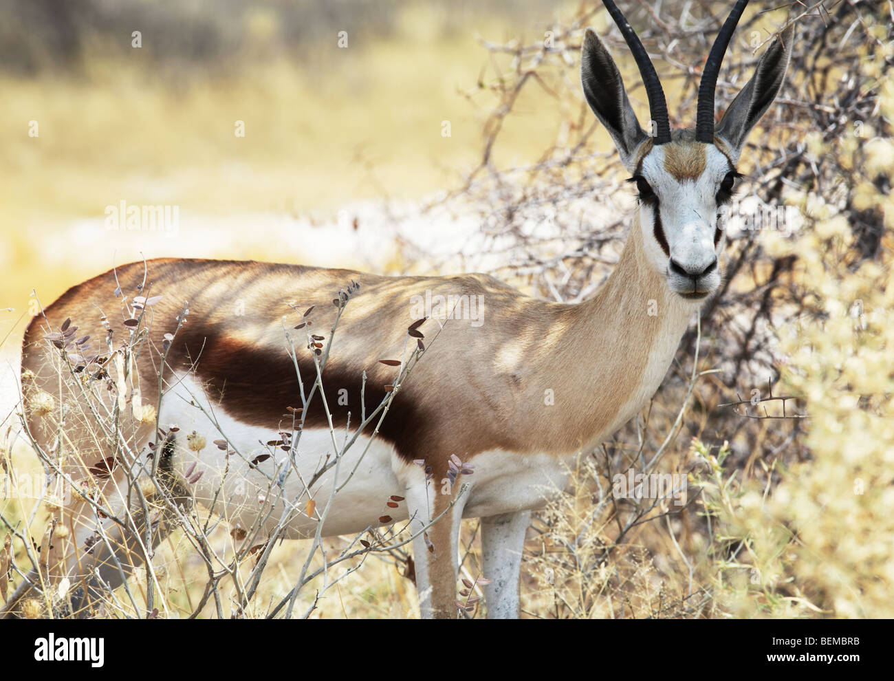 Sprinbok hi-res stock photography and images - Alamy