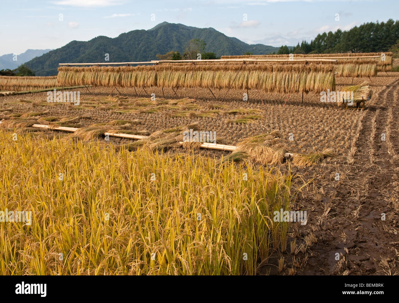 Rice during the process of harvesting in Japan Stock Photo - Alamy