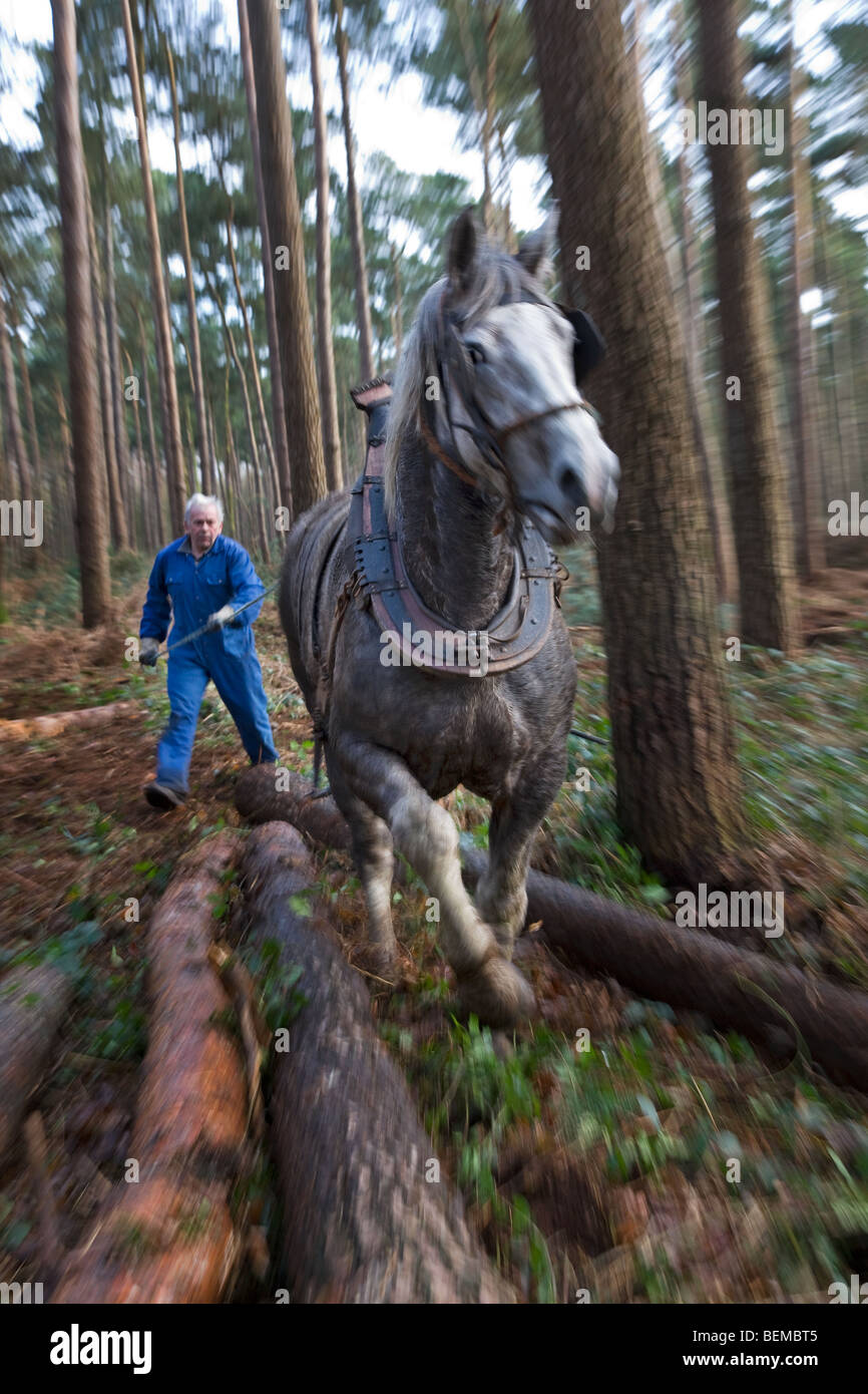 Forester dragging tree trunk / log from forest with Belgian Draft horse ...