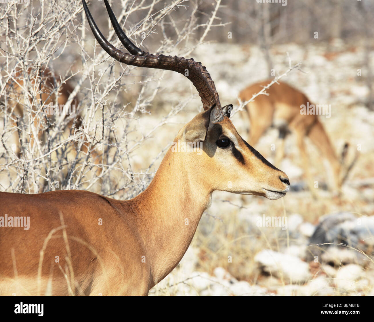 Black faced antelope hi-res stock photography and images - Alamy