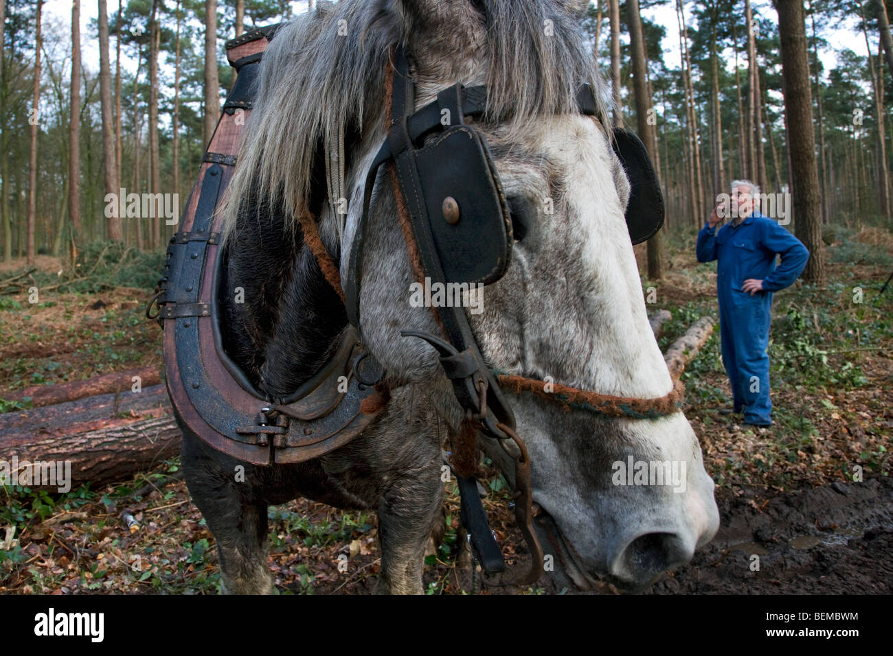 Brabant Horse High Resolution Stock Photography and Images - Alamy