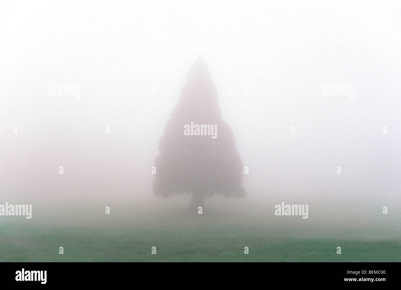 Lone fir tree is surrounded by fog at Mt. Calvary Catholic Cemetery ...