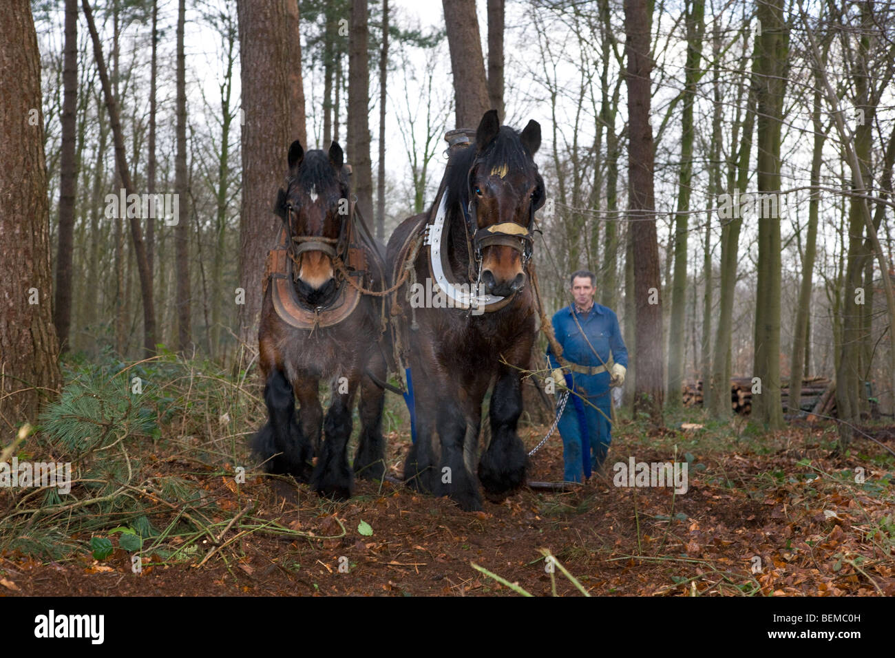 Forester dragging tree trunk / log from forest with Belgian Draft horse ...