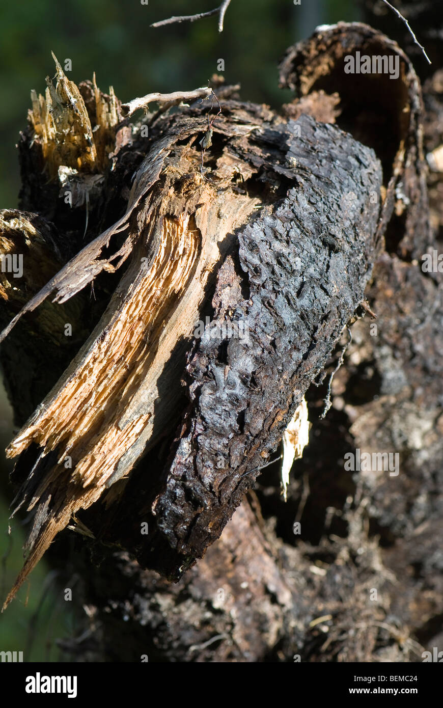 Broken tree root Stock Photo - Alamy