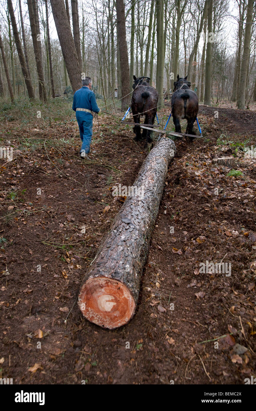 Horse pull log hi-res stock photography and images - Alamy