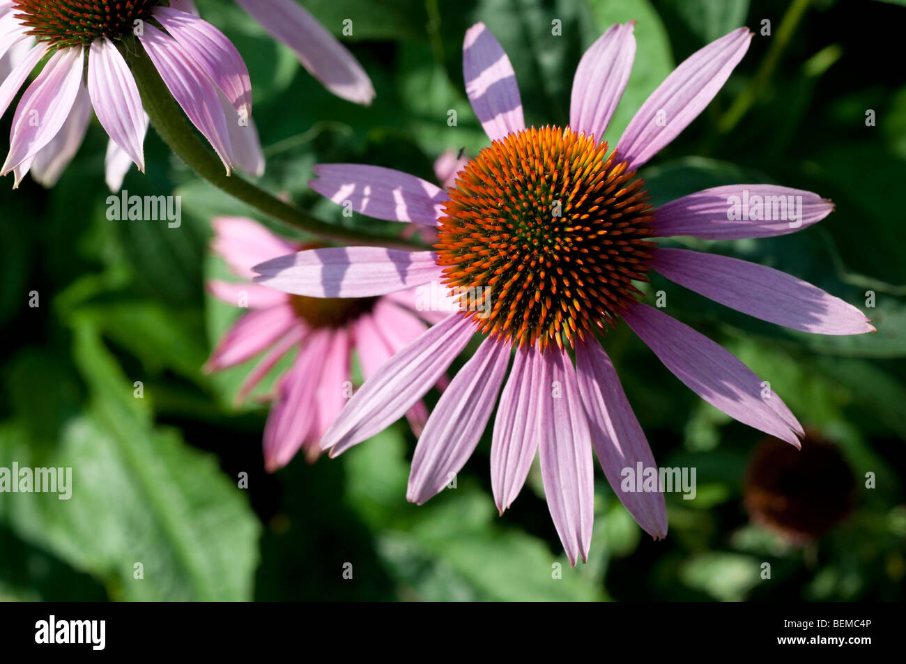 Echinacea purpurea MAGNUS Magnus Purple Coneflower Stock Photo - Alamy