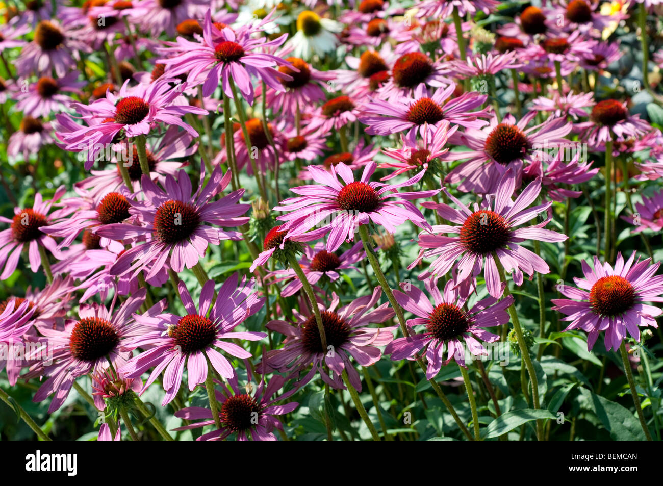 Ruby Giant High Resolution Stock Photography and Images - Alamy
