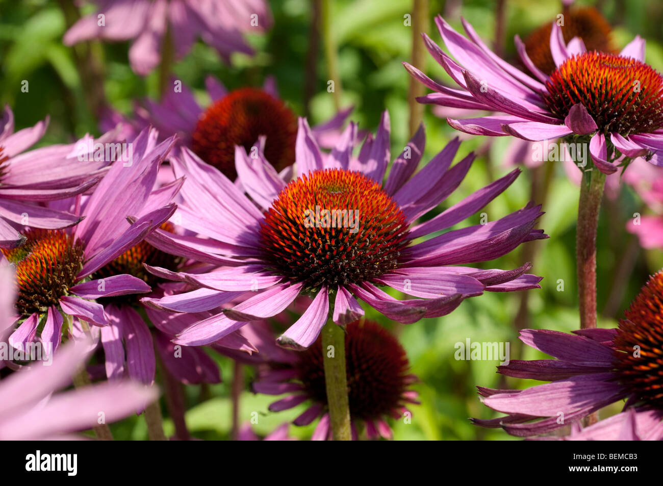 Ruby giant hi-res stock photography and images - Alamy