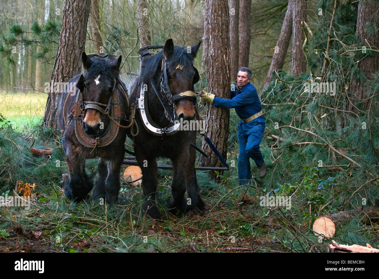Forester dragging tree trunk / log from forest with Belgian Draft horse ...