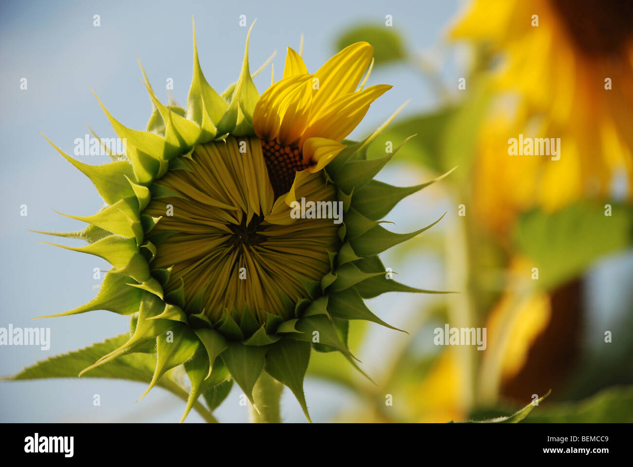 Funny sunflowers hi-res stock photography and images - Alamy