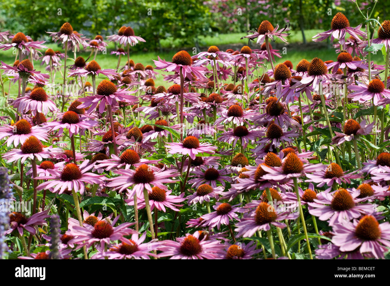 Echinacea purpurea hi-res stock photography and images - Alamy