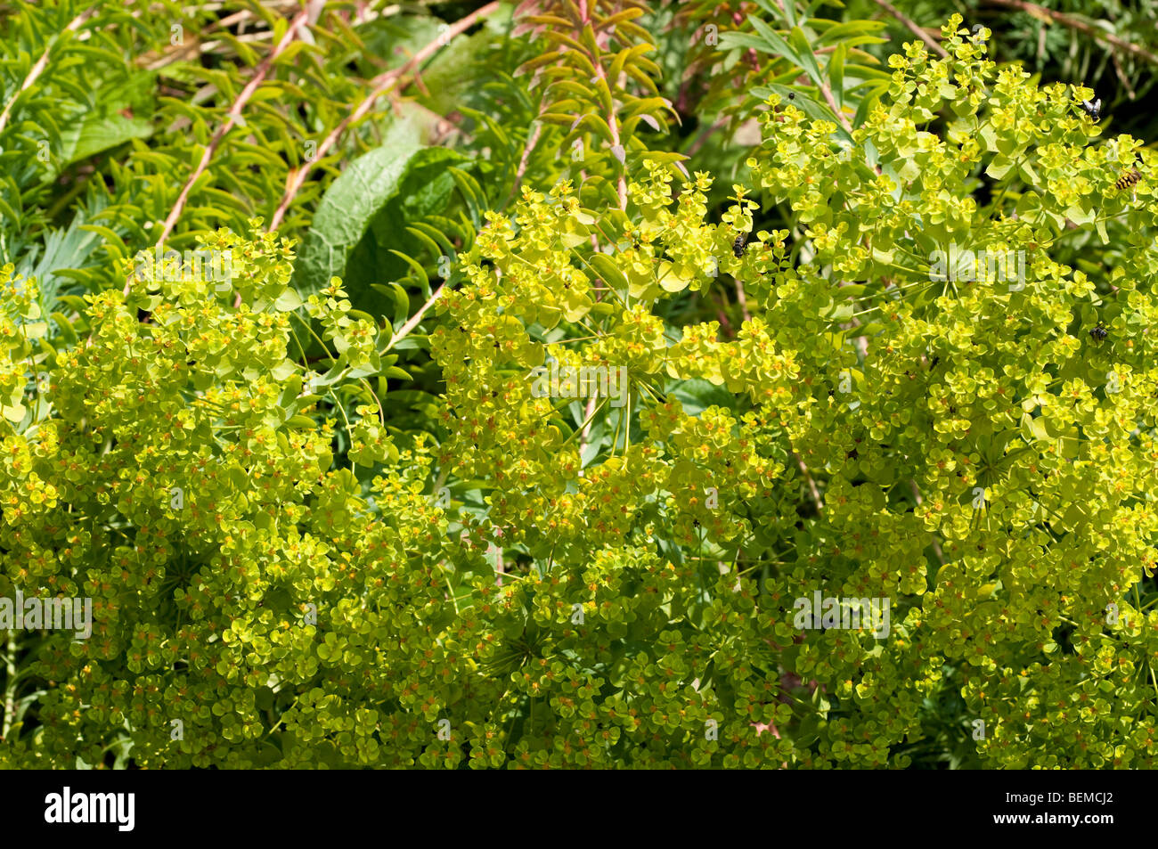 Flowering Euphorbia x pasteurii bush, Spurge Stock Photo - Alamy