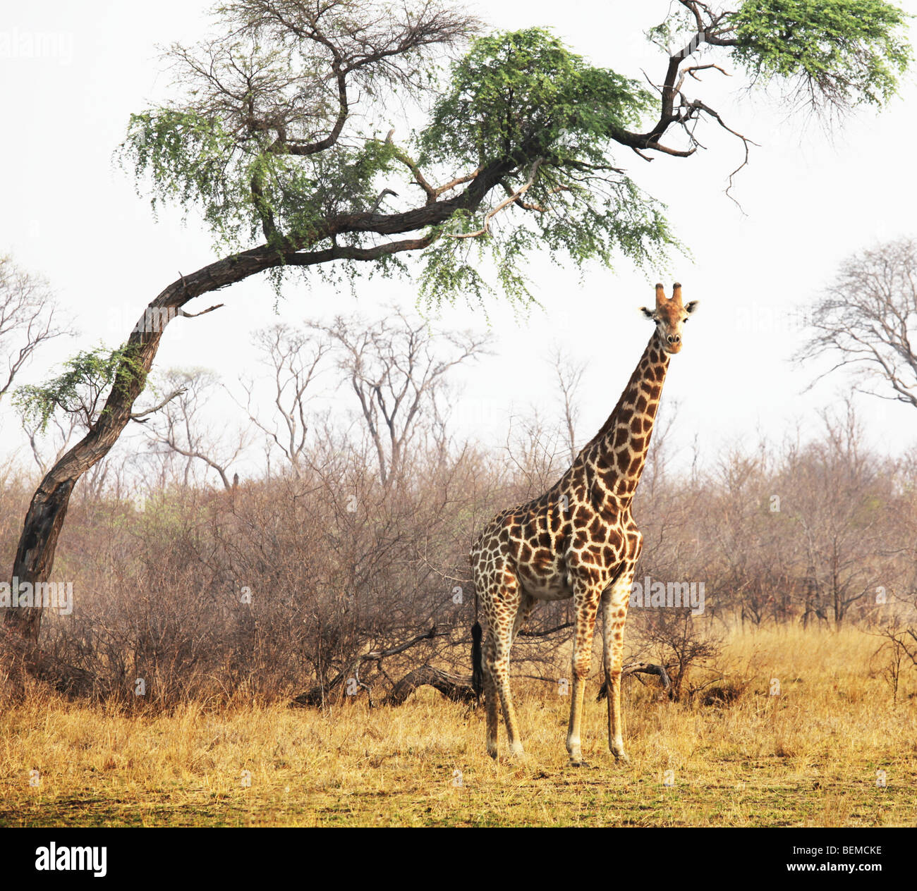 Giraffe eat namibia hi-res stock photography and images - Alamy