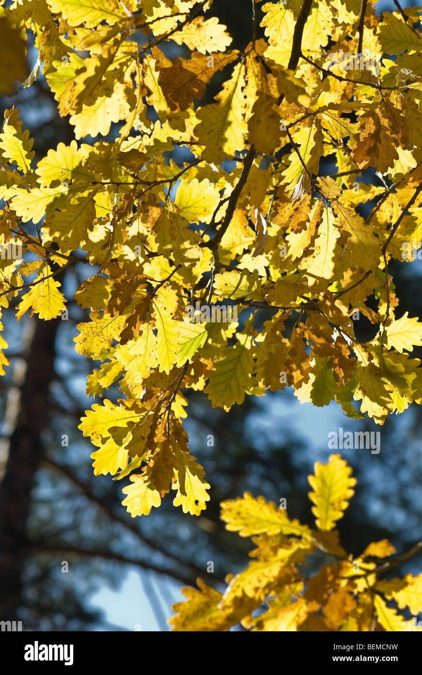 Yellow oak leaves Stock Photo - Alamy