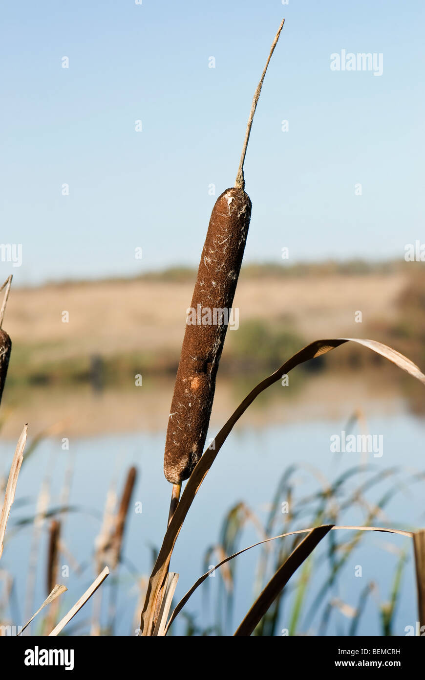 Dry lake cane Stock Photo - Alamy