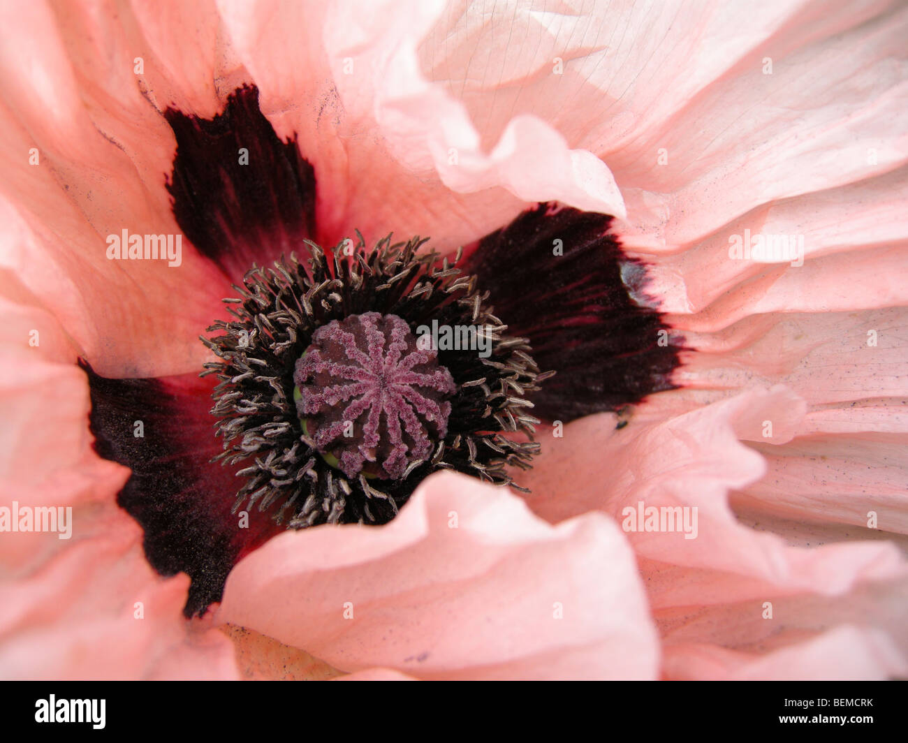 Spring flowers Papaver Orientale , pink poppy , England , May Stock ...