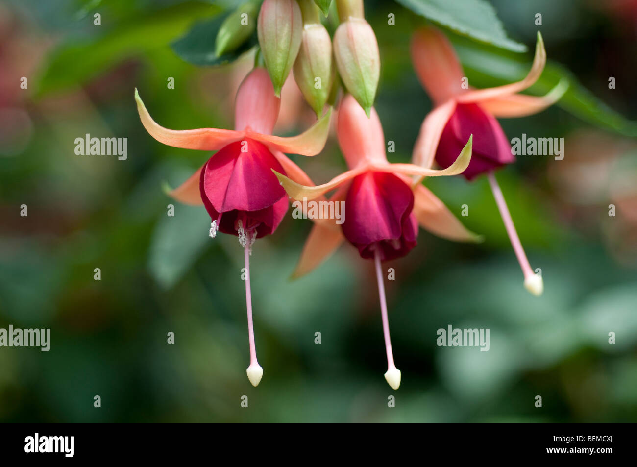 Fuchsia red close hi-res stock photography and images - Alamy