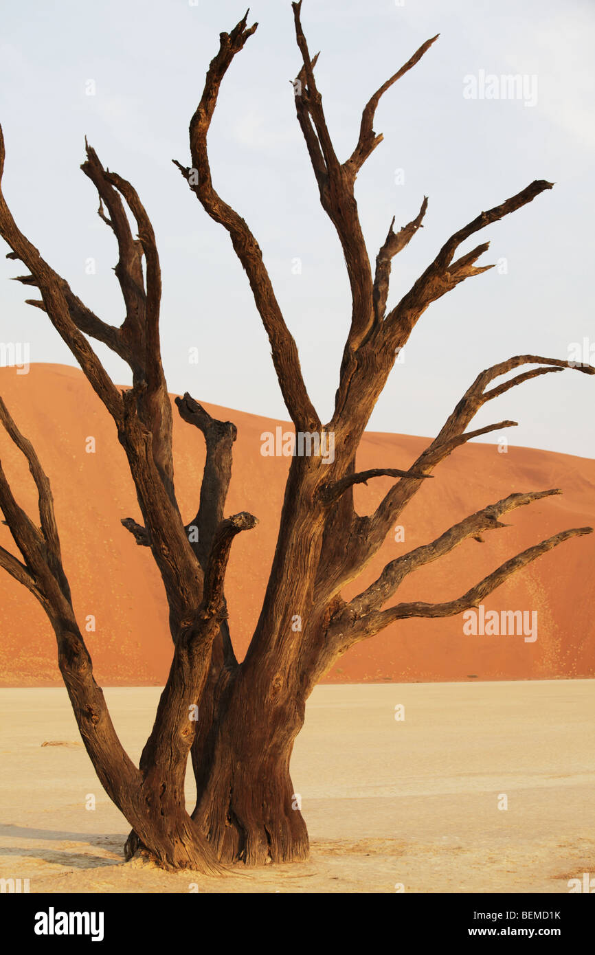 Dead valley in Namibia Stock Photo - Alamy