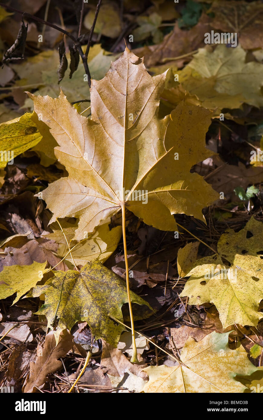 Faded maple leaf Stock Photo - Alamy