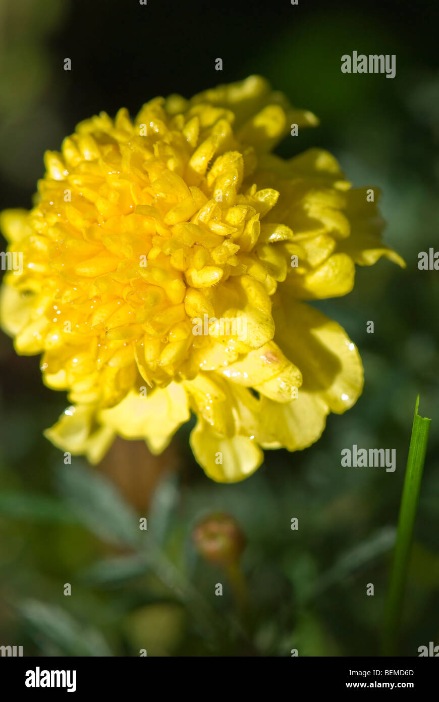 Yellow tagetes patula flower Stock Photo - Alamy