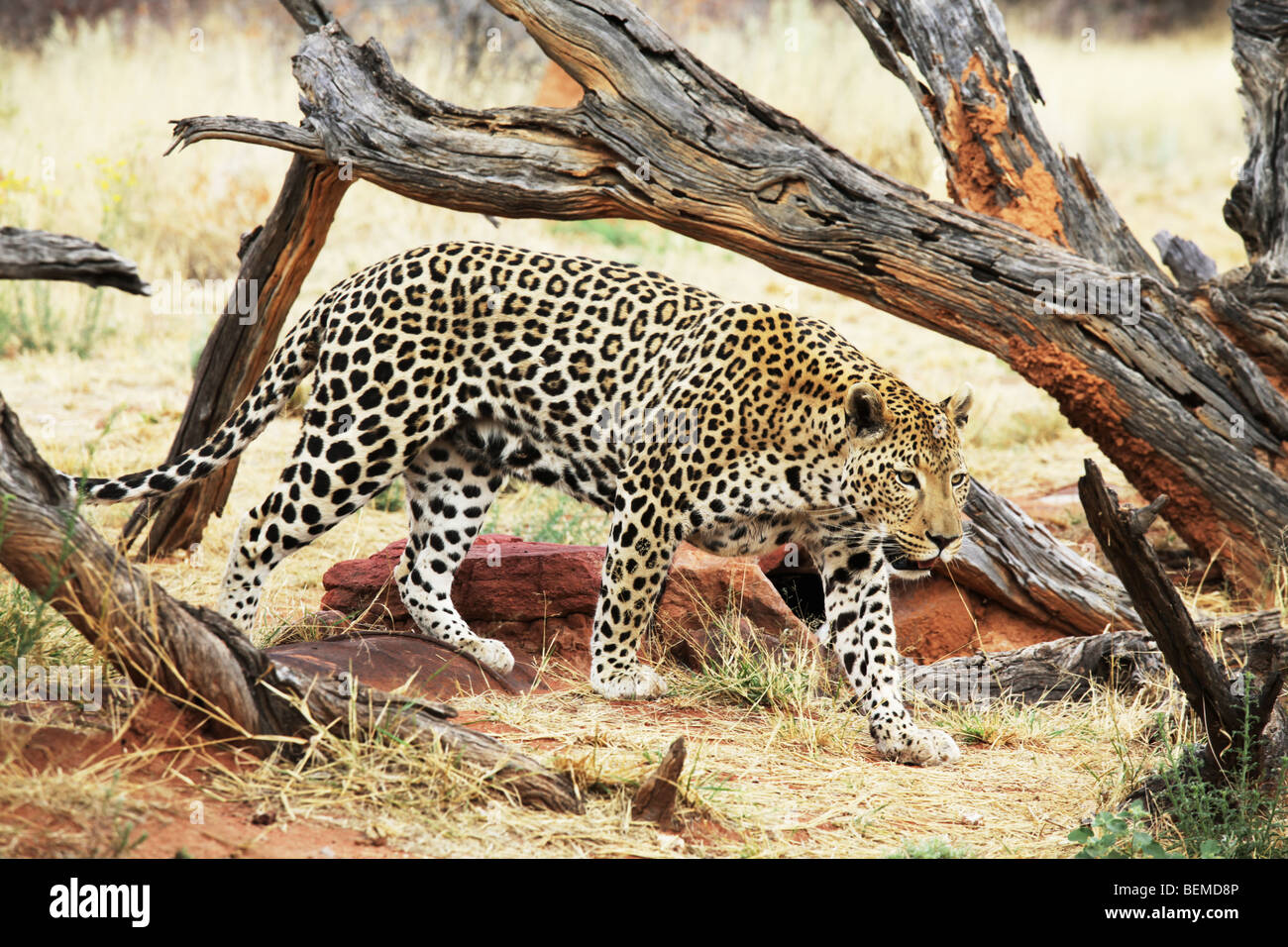 Dotted leopard hi-res stock photography and images - Alamy