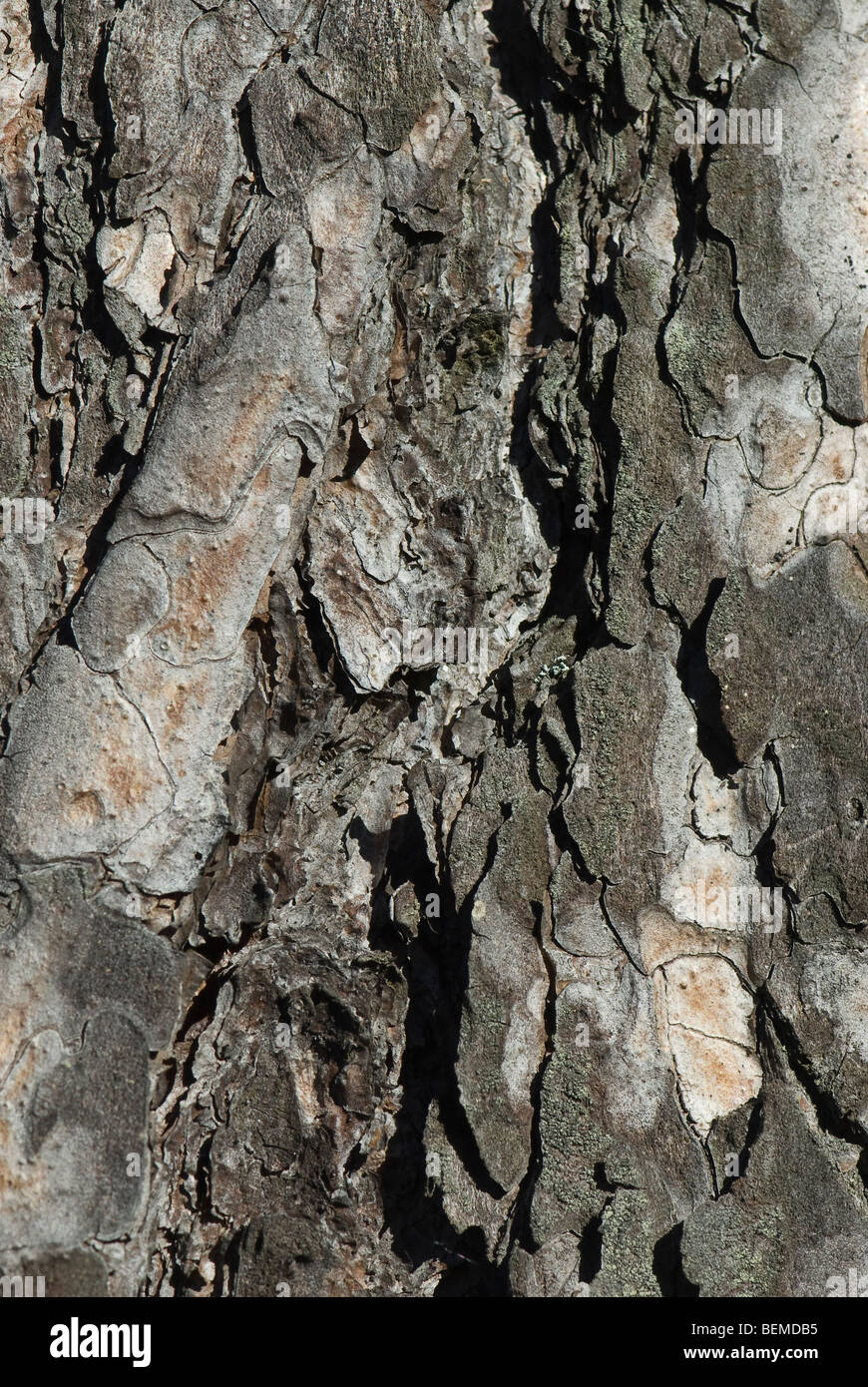 Bark texture background Stock Photo - Alamy