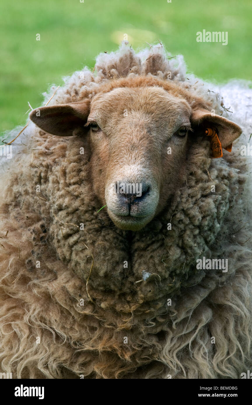 The Belgian breed of sheep Ardennes voskop (Ovis aries), Belgium Stock ...