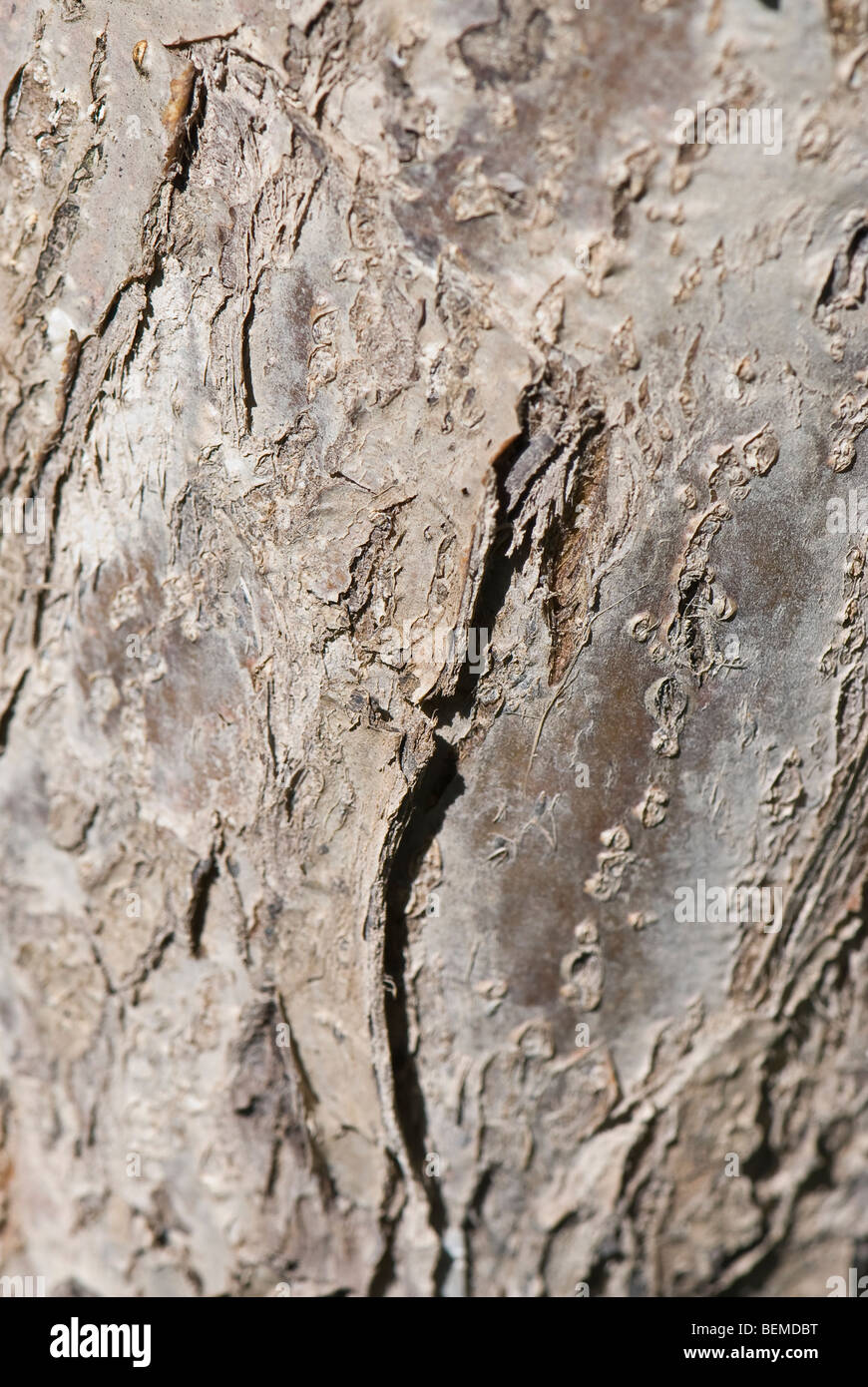 Apple Tree Bark Texture High Resolution Stock Photography and Images ...