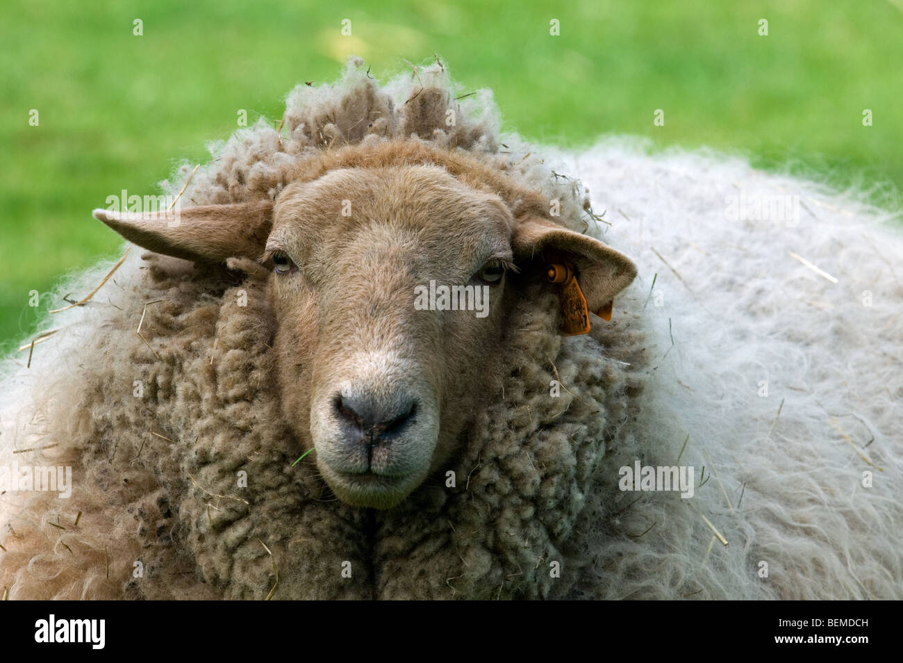 Ardennes voskop hi-res stock photography and images - Alamy