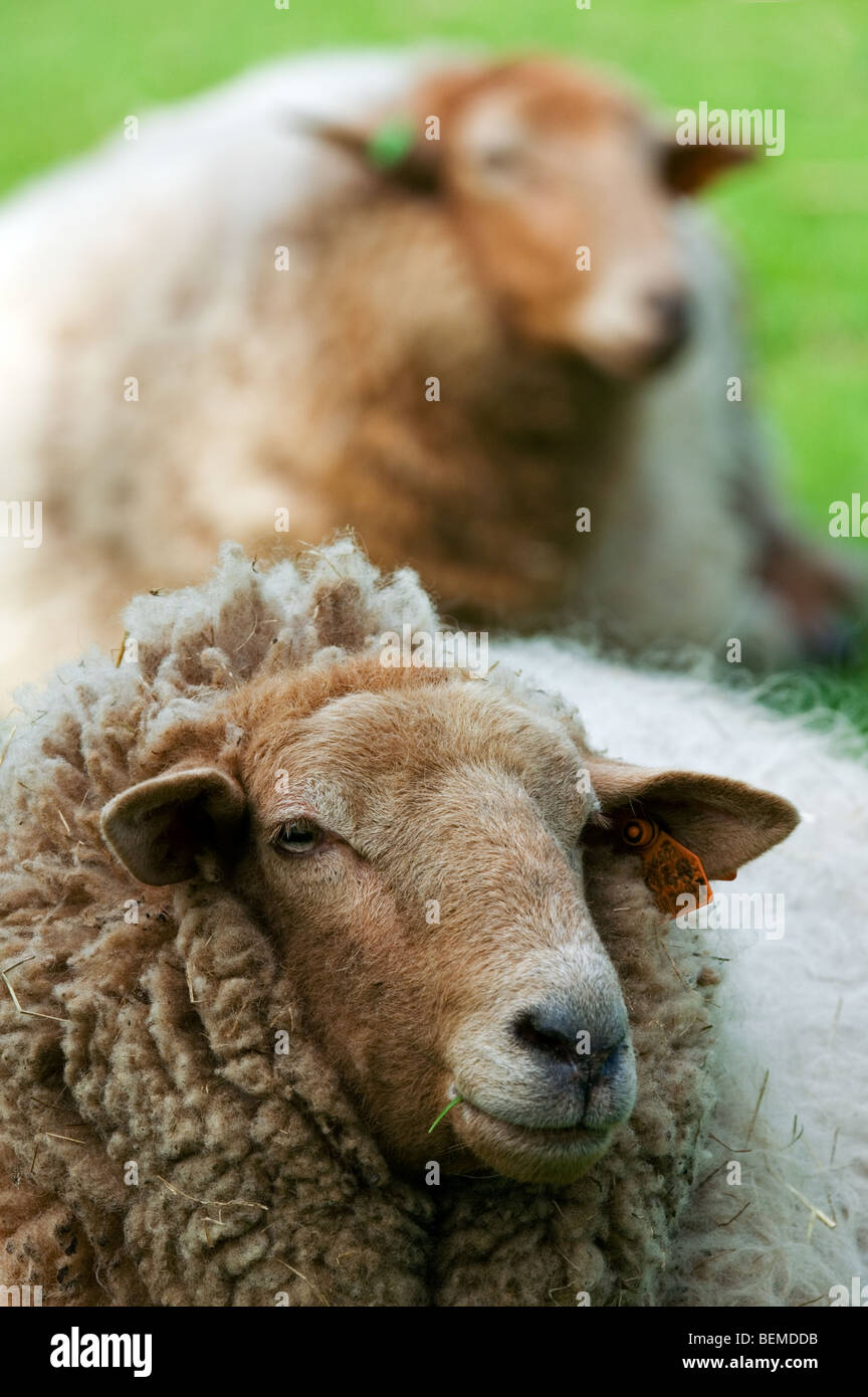 The Belgian breed of sheep Ardennes voskop (Ovis aries), Belgium Stock ...