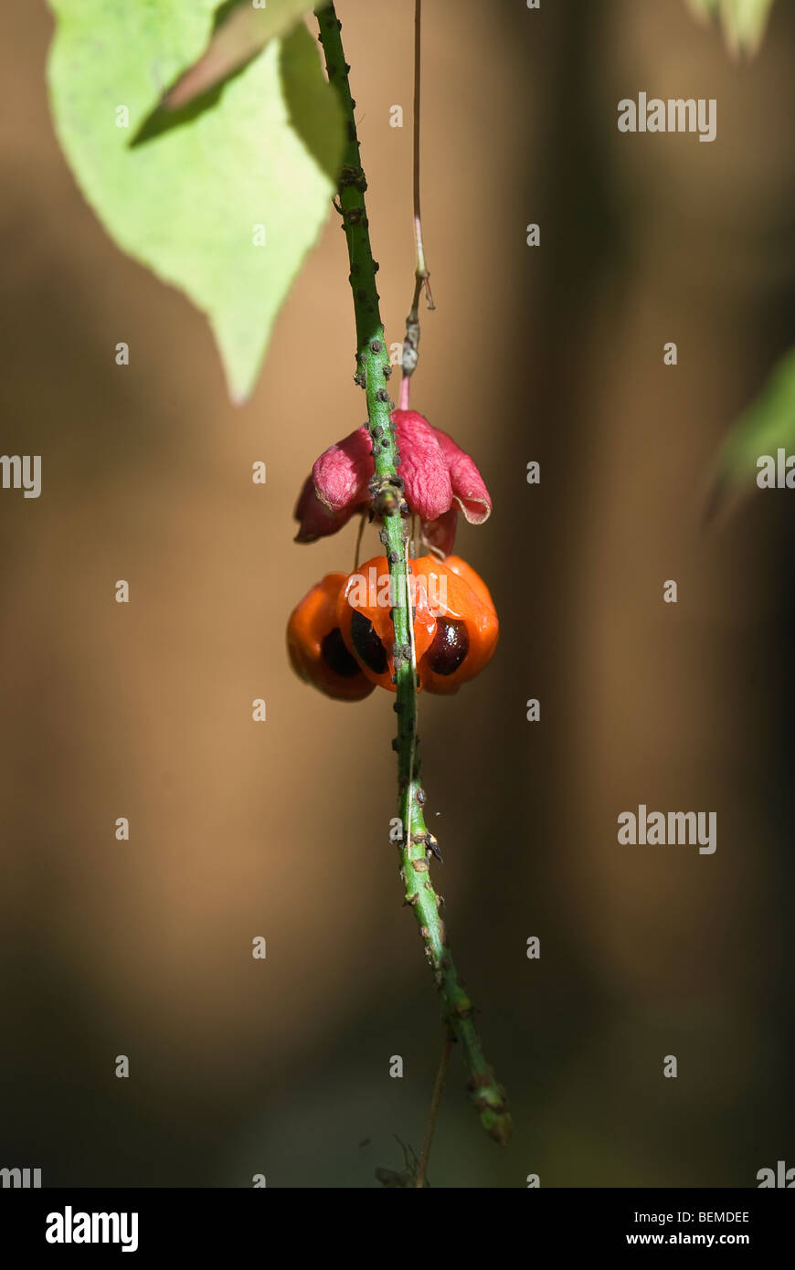 Ripe red seeds Stock Photo - Alamy