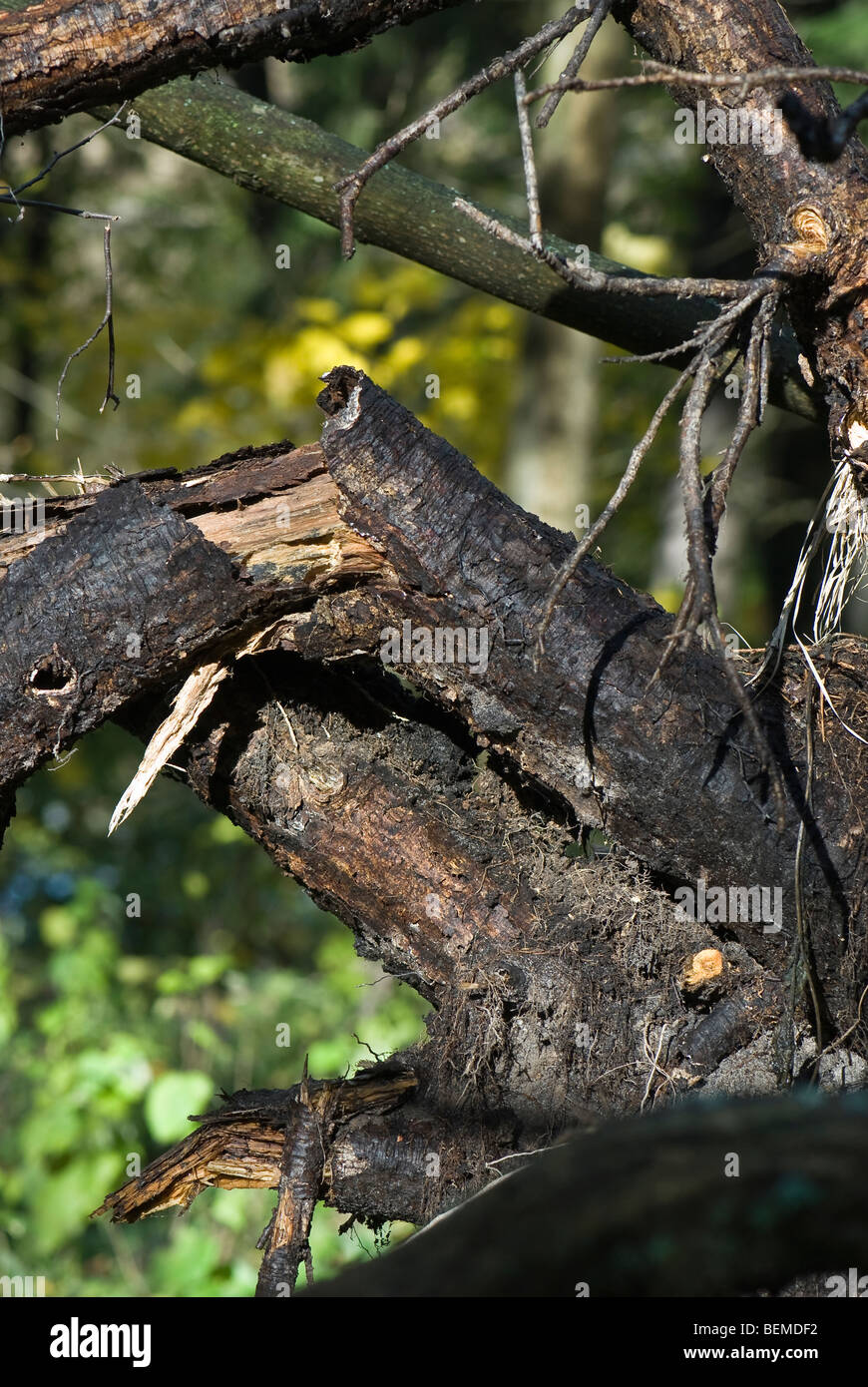 Broken tree root Stock Photo - Alamy