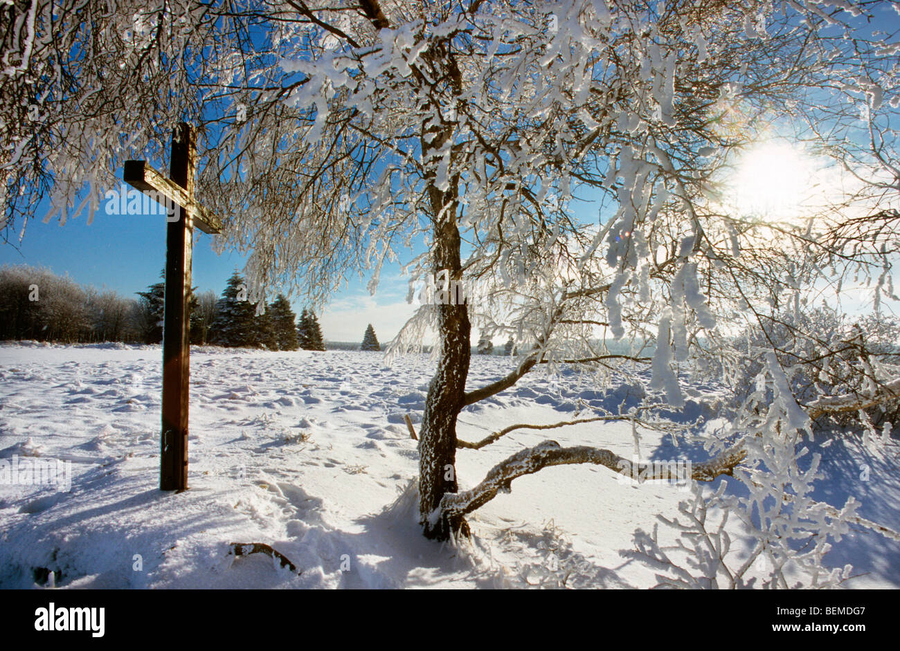 Winter landscape with snow covered trees and cross in the Hautes Fagnes ...