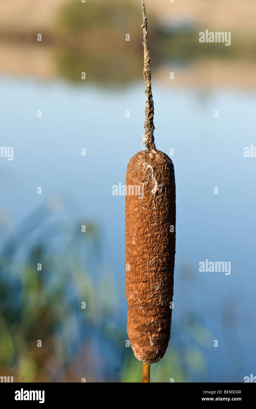 Dry lake cane Stock Photo - Alamy