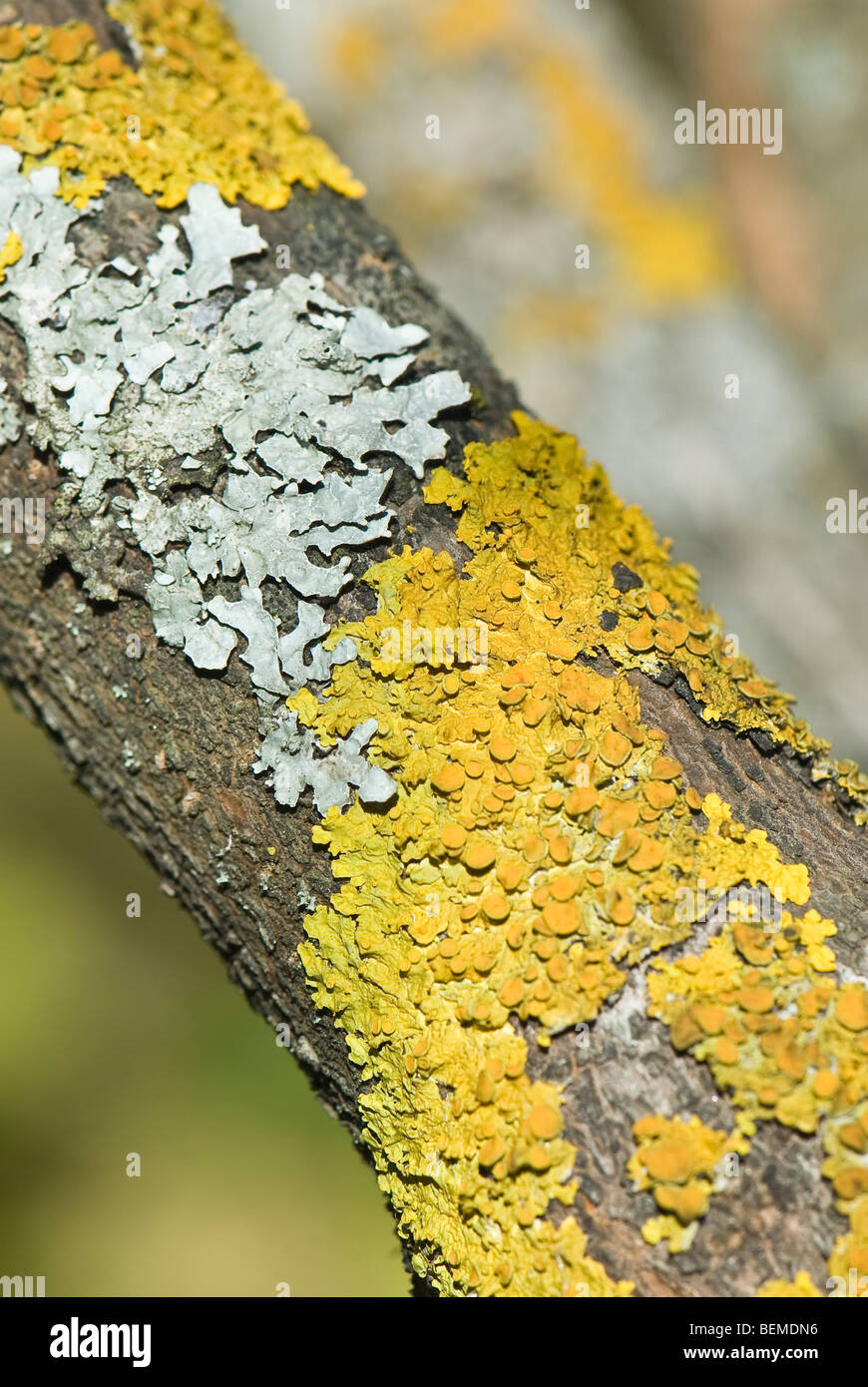 Yellow moss on the fruit tree branch Stock Photo - Alamy