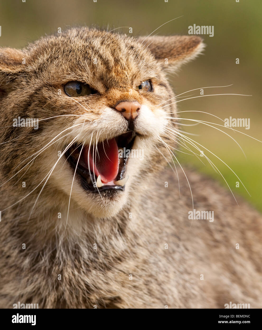 Cat snarl hi-res stock photography and images - Alamy