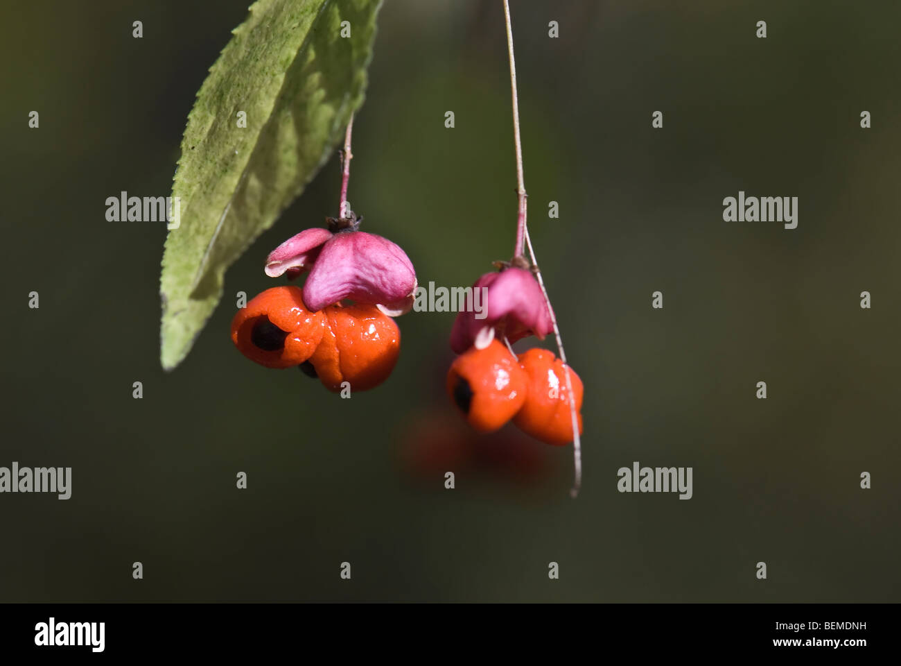 Tree with red seeds hi-res stock photography and images - Alamy