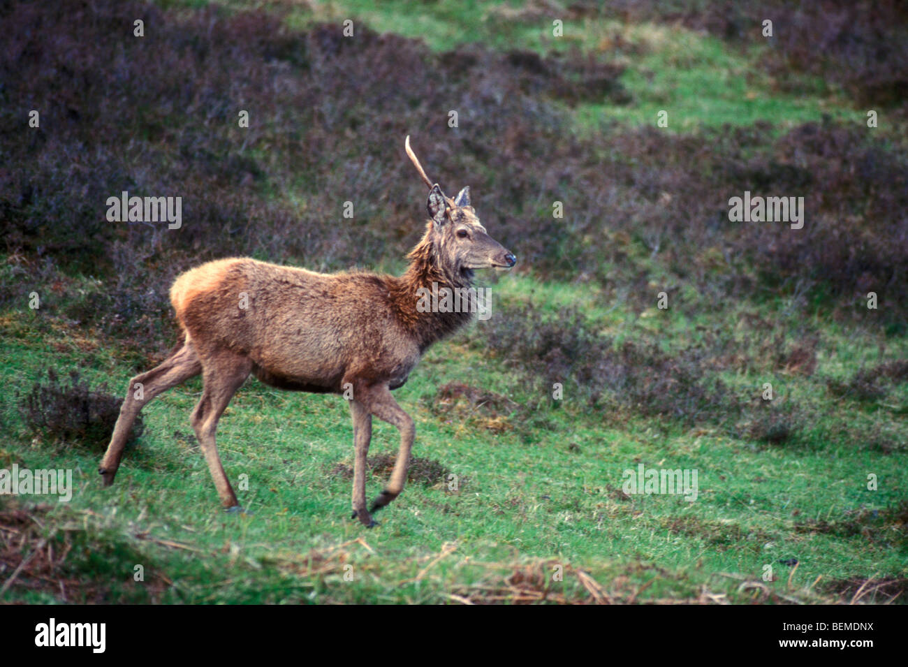 Weakened red deer (Cervus elaphus) with deformed antlers, Scotland, UK ...