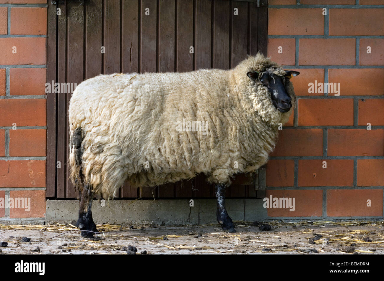 The Belgian breed of sheep Entre Sambre et Meuse (Ovis aries), Belgium ...